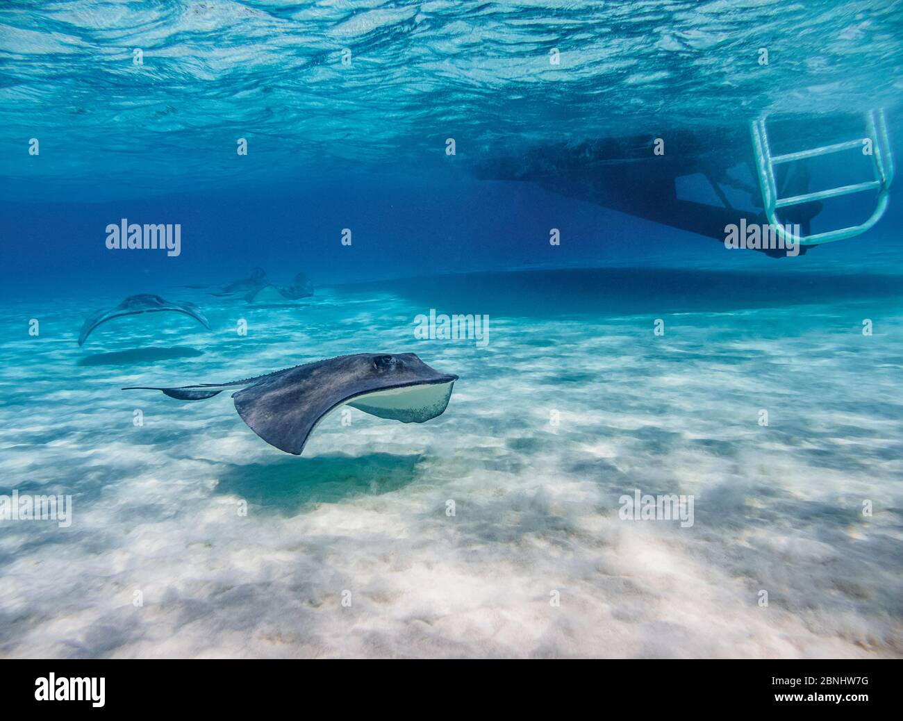 Hypanus hi-res stock photography and images - Alamy