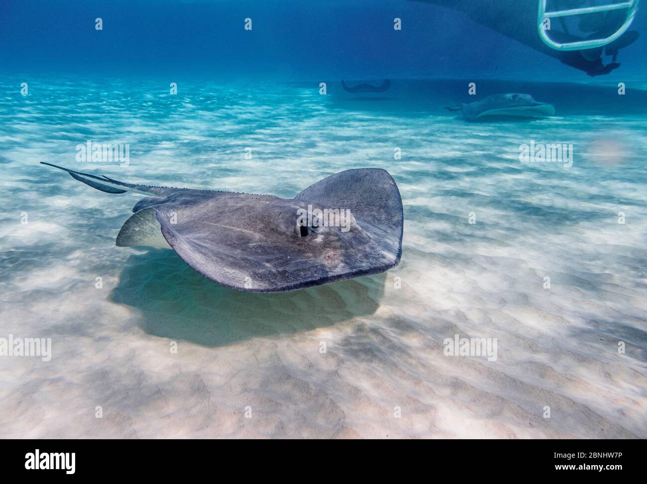 Southern stingray (Hypanus americanus), Stingray City, Grand Cayman ...