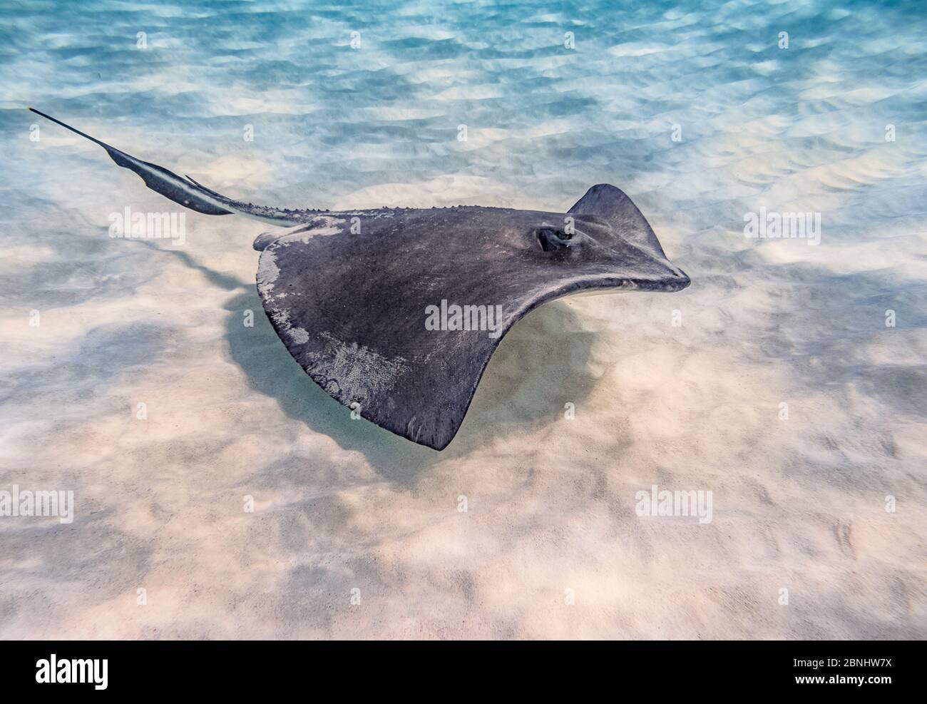 Hypanus hi-res stock photography and images - Alamy