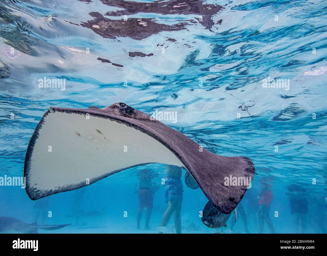 Southern stingray (Hypanus americanus), Stingray City, Grand Cayman ...