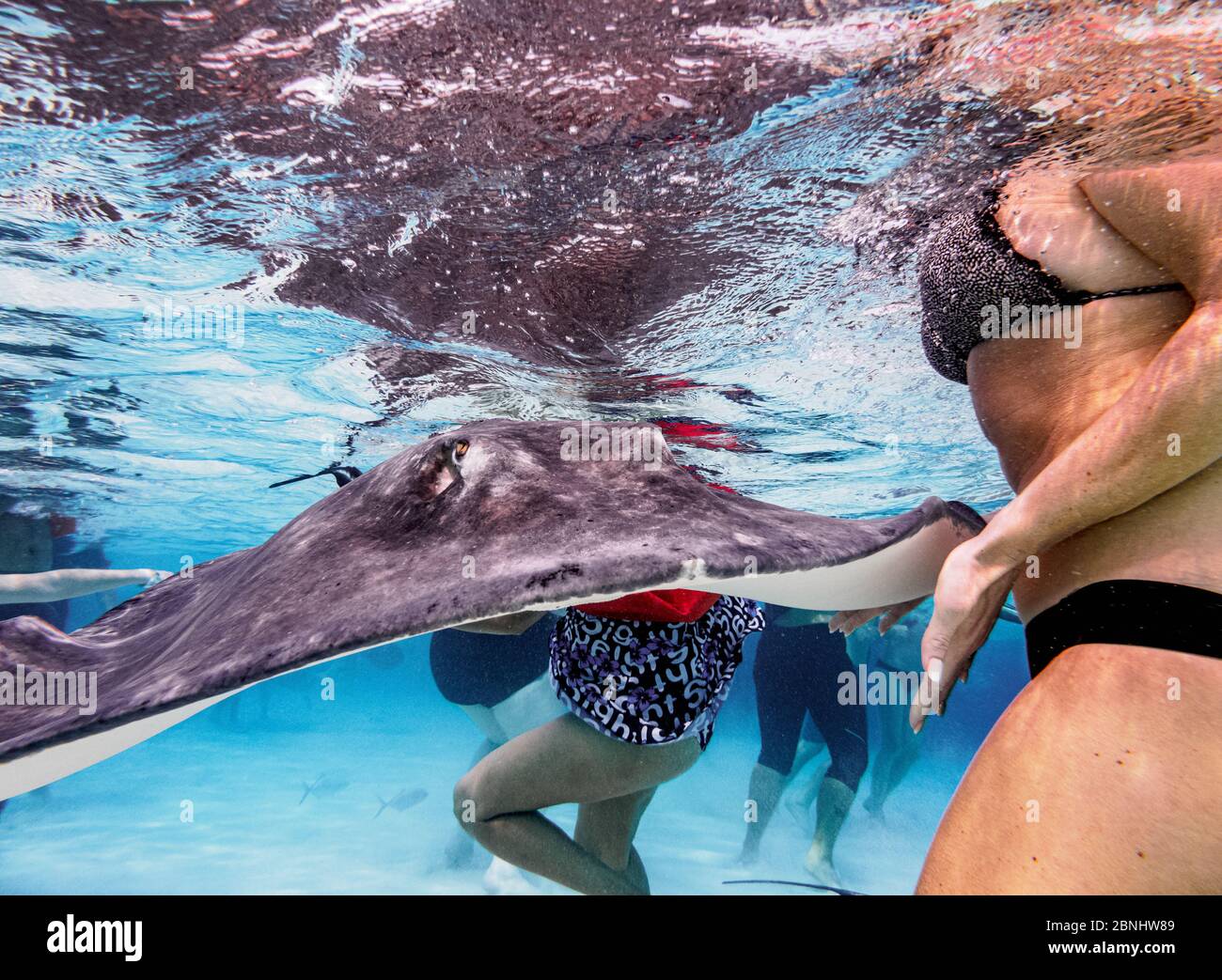 Hypanus hi-res stock photography and images - Alamy