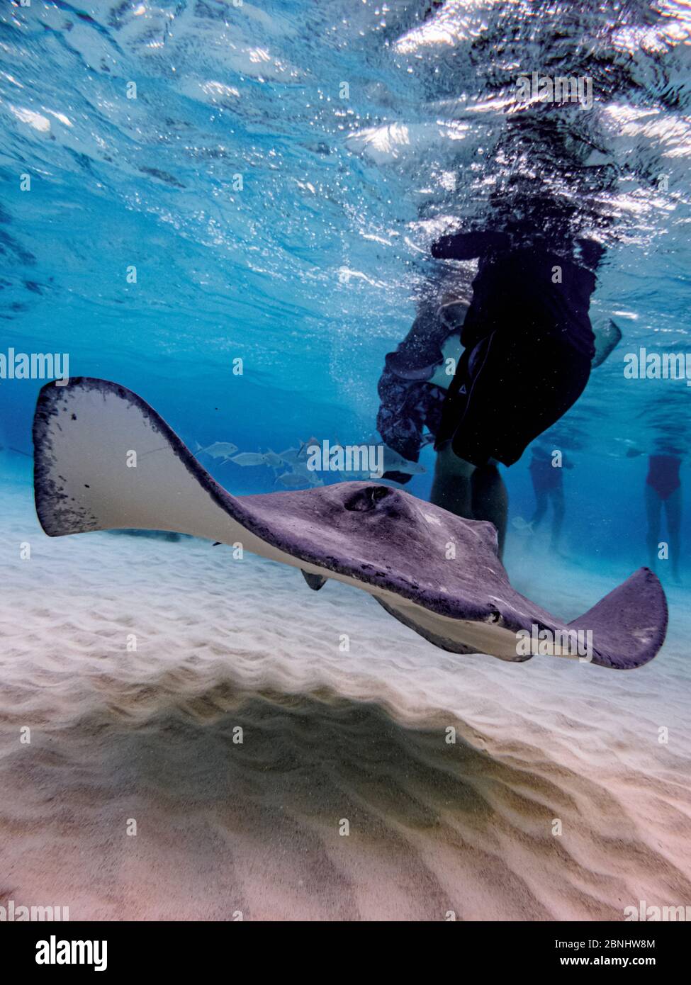 Hypanus hi-res stock photography and images - Alamy