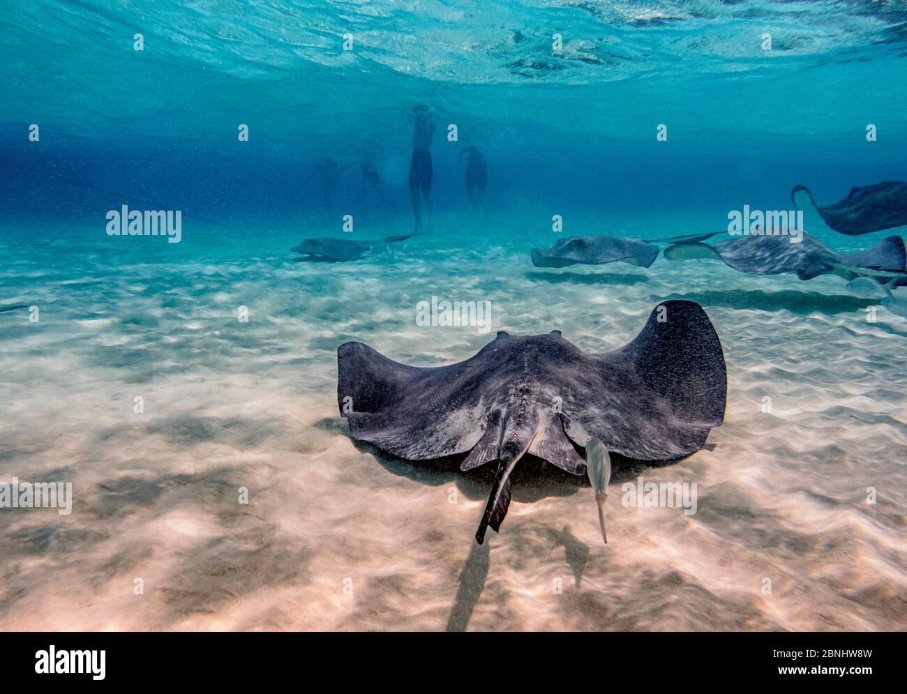 Southern stingray (Hypanus americanus), Stingray City, Grand Cayman ...