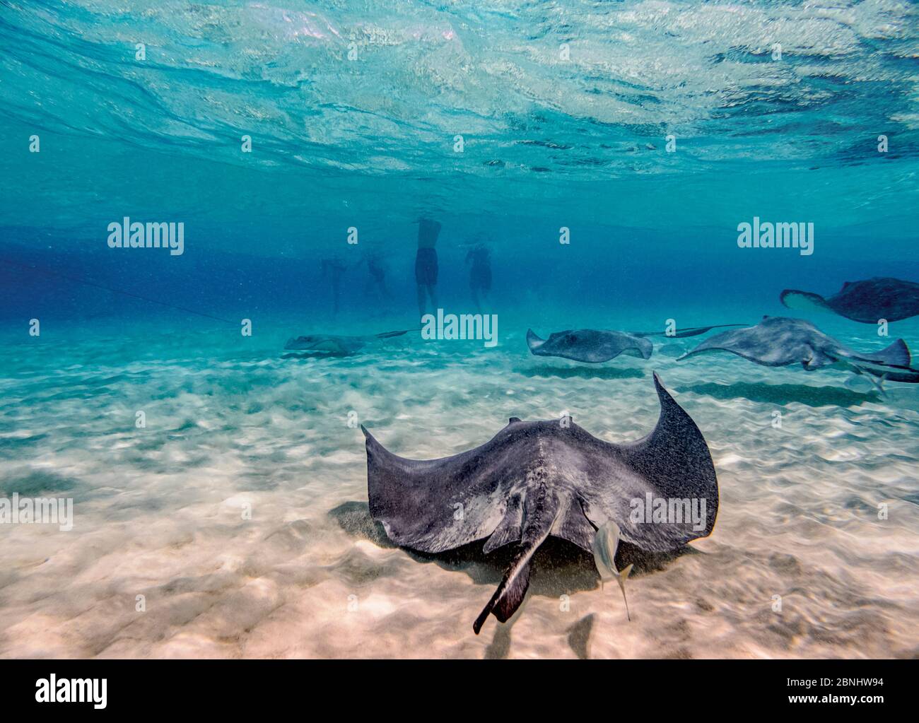 Southern stingray (Hypanus americanus), Stingray City, Grand Cayman ...