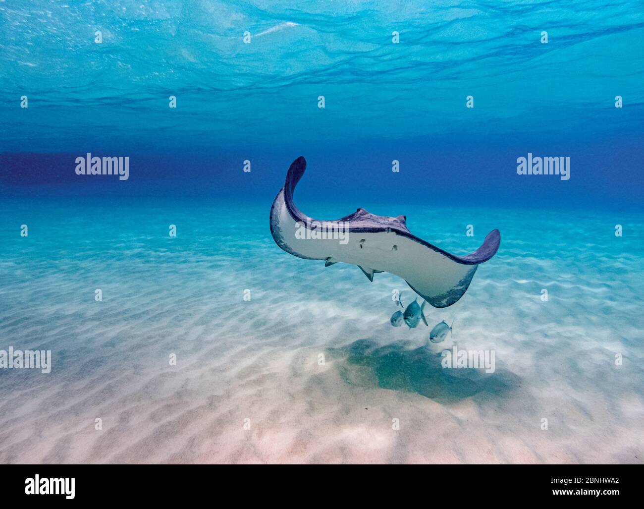 Southern stingray (Hypanus americanus), Stingray City, Grand Cayman ...