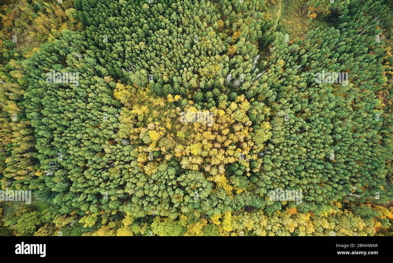 Green forest pattern hi-res stock photography and images - Alamy