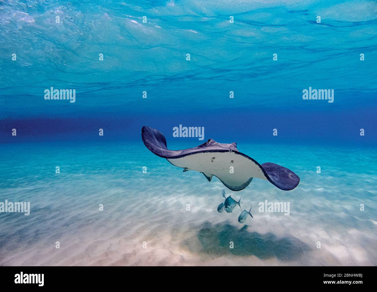 Southern stingray (Hypanus americanus), Stingray City, Grand Cayman ...