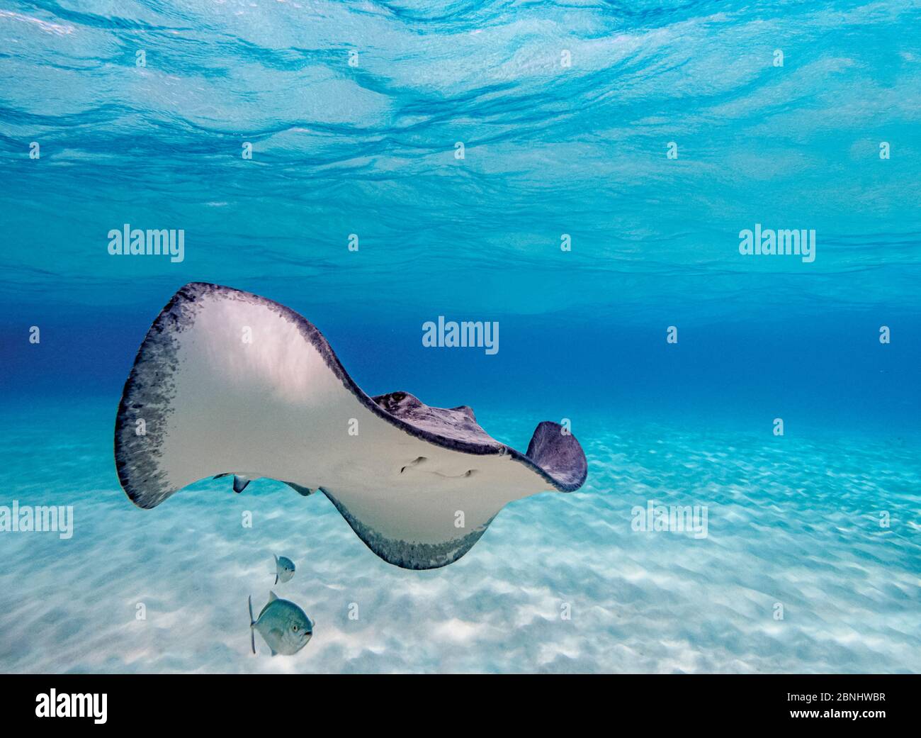 Hypanus hi-res stock photography and images - Alamy