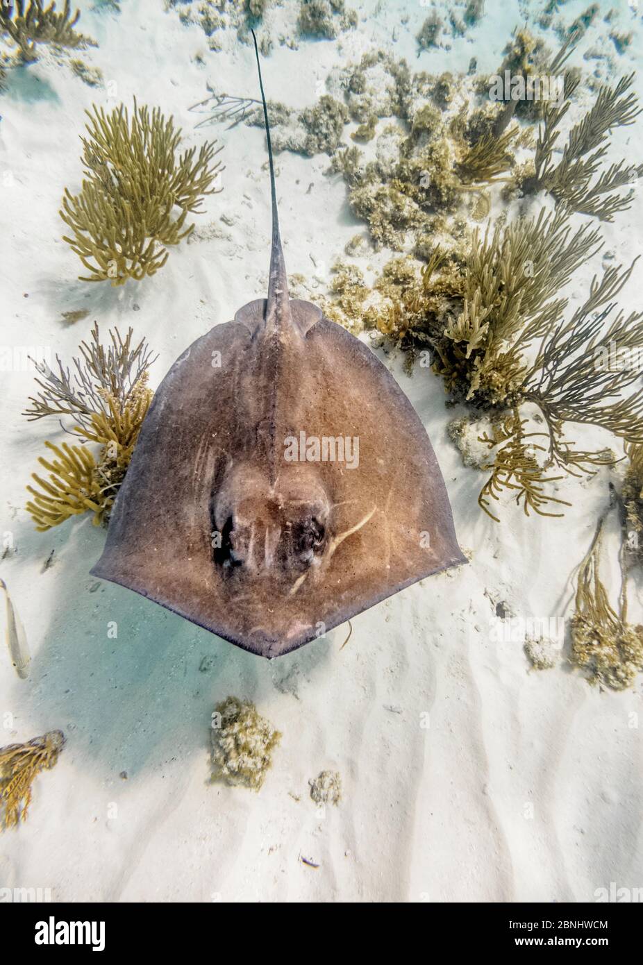 Southern stingray (Hypanus americanus), Stingray City, Grand Cayman ...
