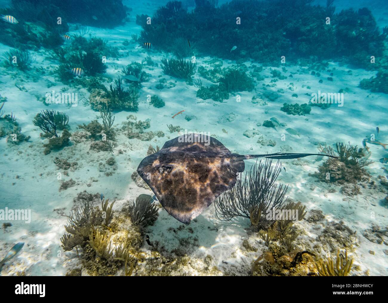 Southern stingray (Hypanus americanus), Stingray City, Grand Cayman ...