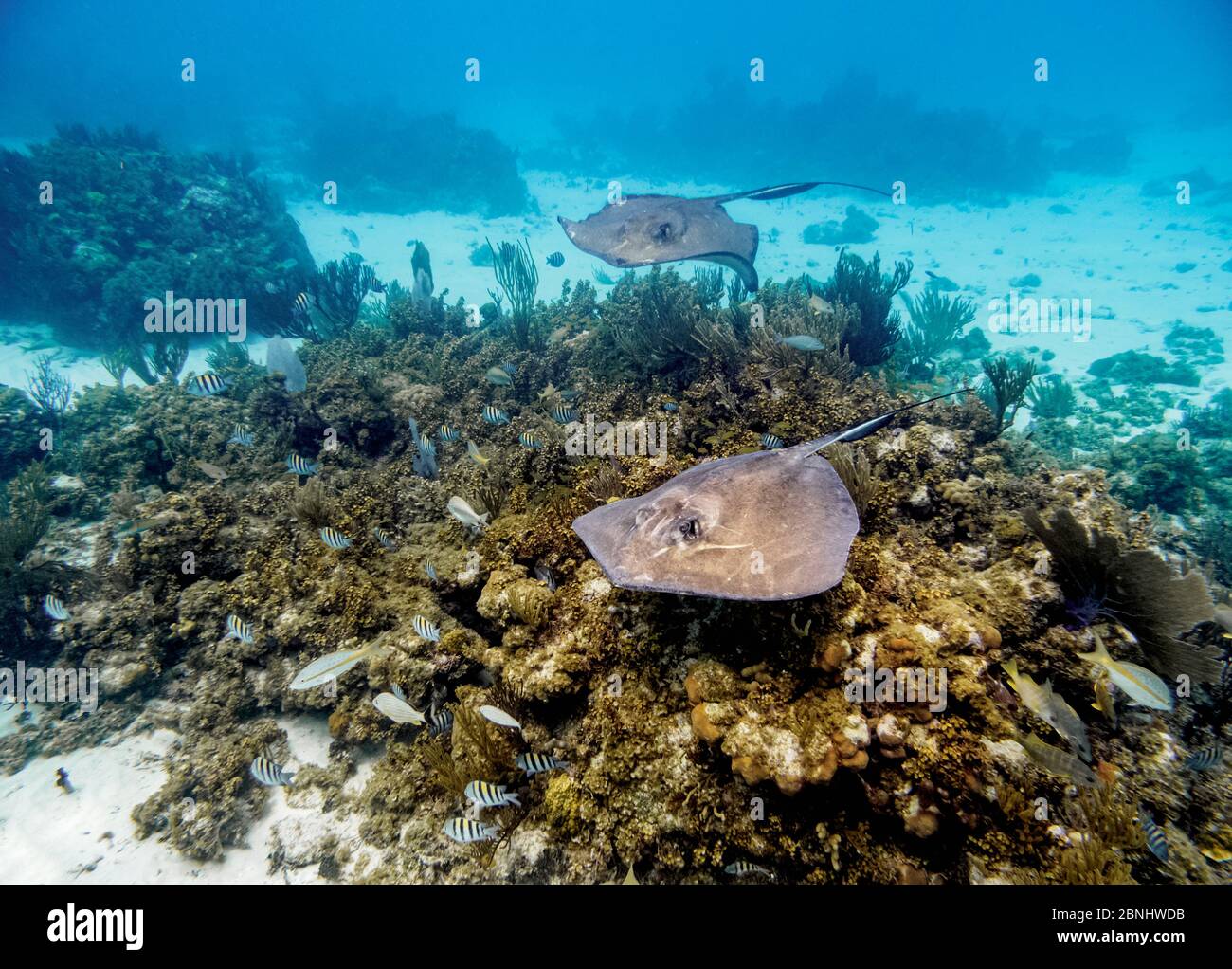 Southern stingray (Hypanus americanus), Stingray City, Grand Cayman ...