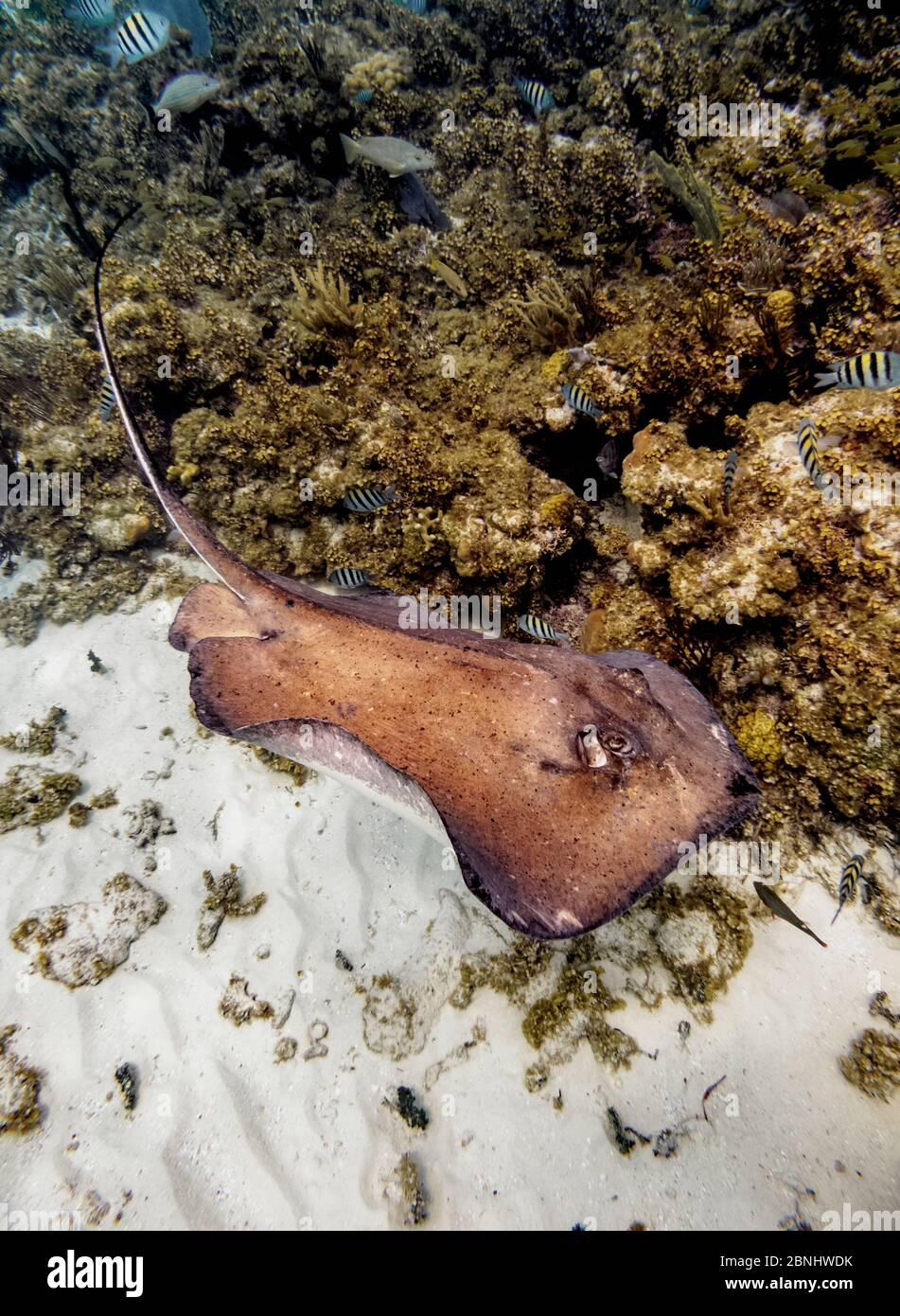 Southern stingray (Hypanus americanus), Stingray City, Grand Cayman ...