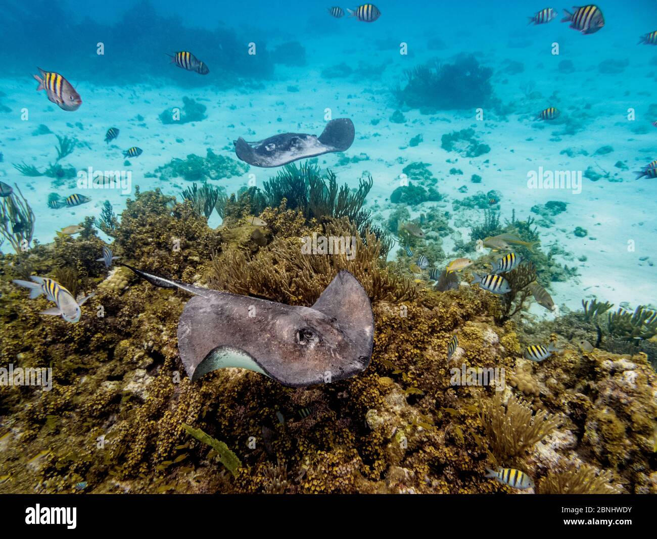 Hypanus hi-res stock photography and images - Alamy
