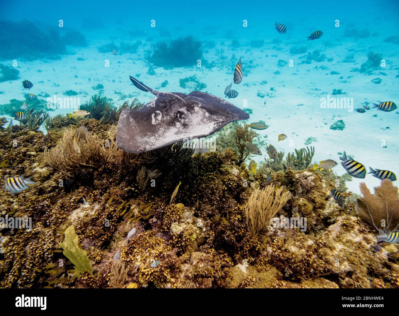 Southern stingray (Hypanus americanus), Stingray City, Grand Cayman ...