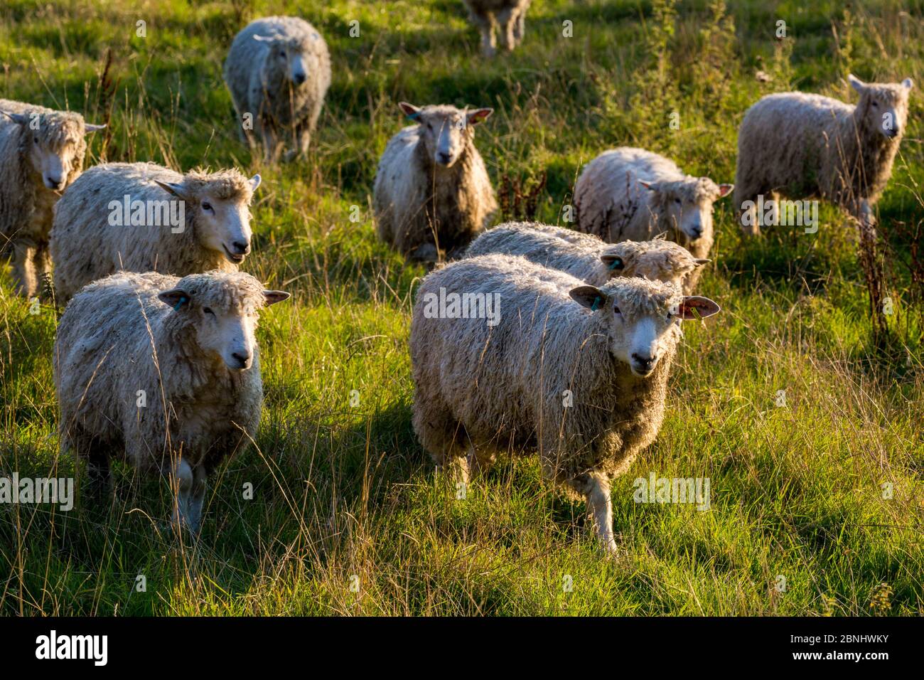 Middle ages cotswolds wool hi-res stock photography and images - Alamy