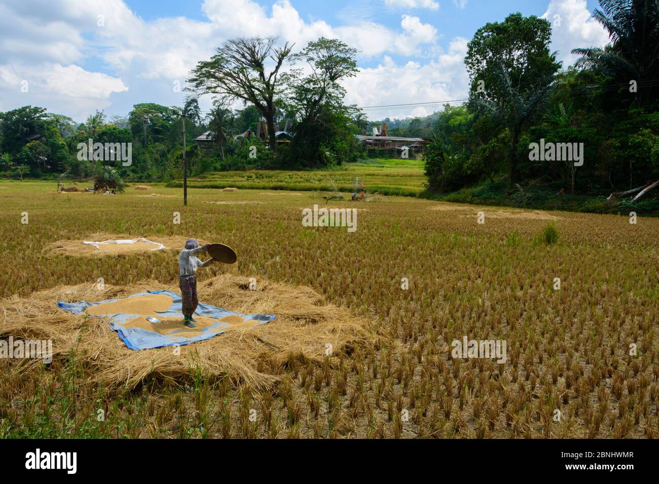 Threshing rice threshing hi-res stock photography and images - Alamy