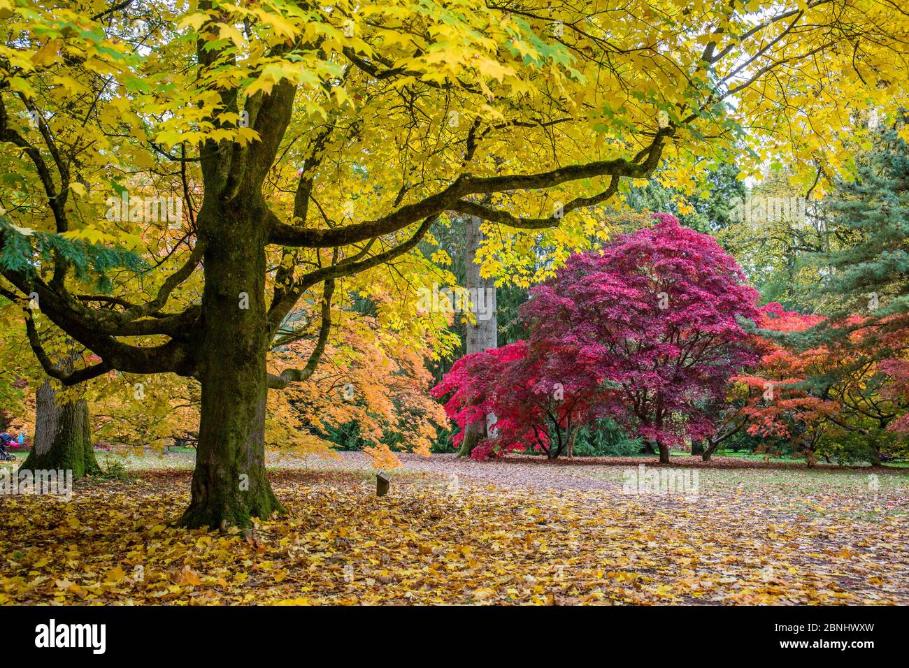 The cotswolds westonbirt arboretum hi-res stock photography and images ...