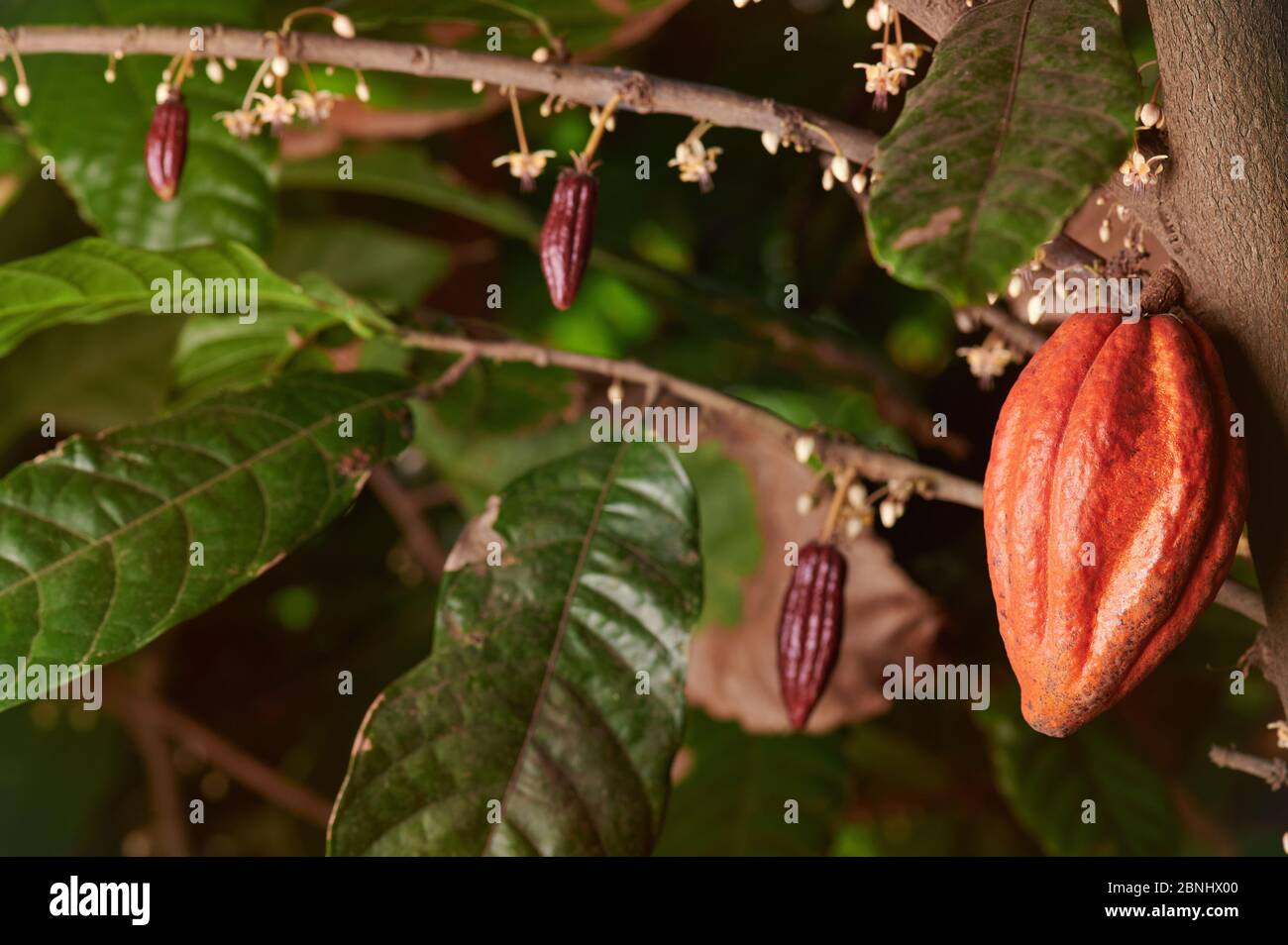 Cocoa beans on the tree hi-res stock photography and images - Alamy
