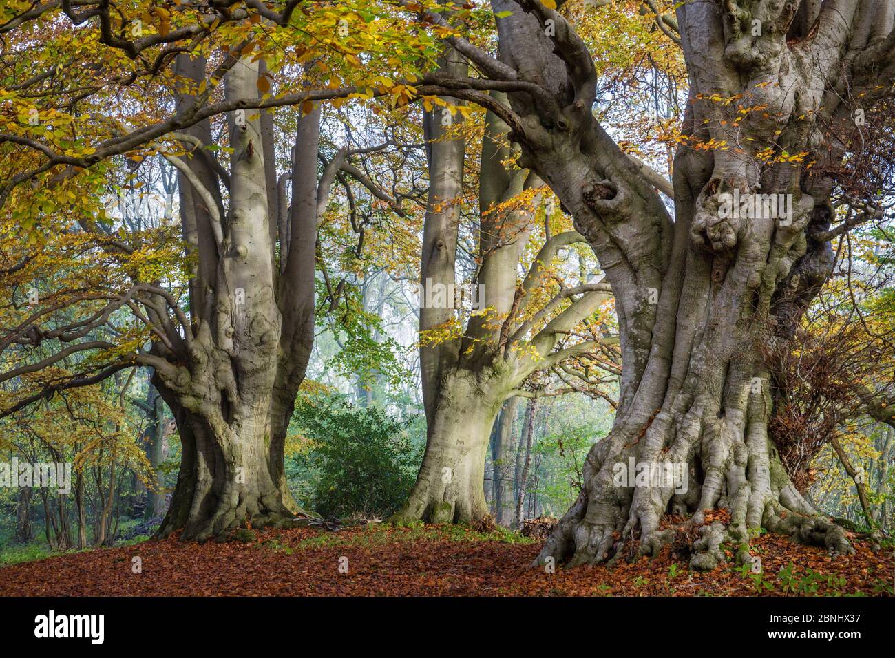 Ancient Beech trees (Fagus sylvatica), Lineover Wood, Gloucestershire ...