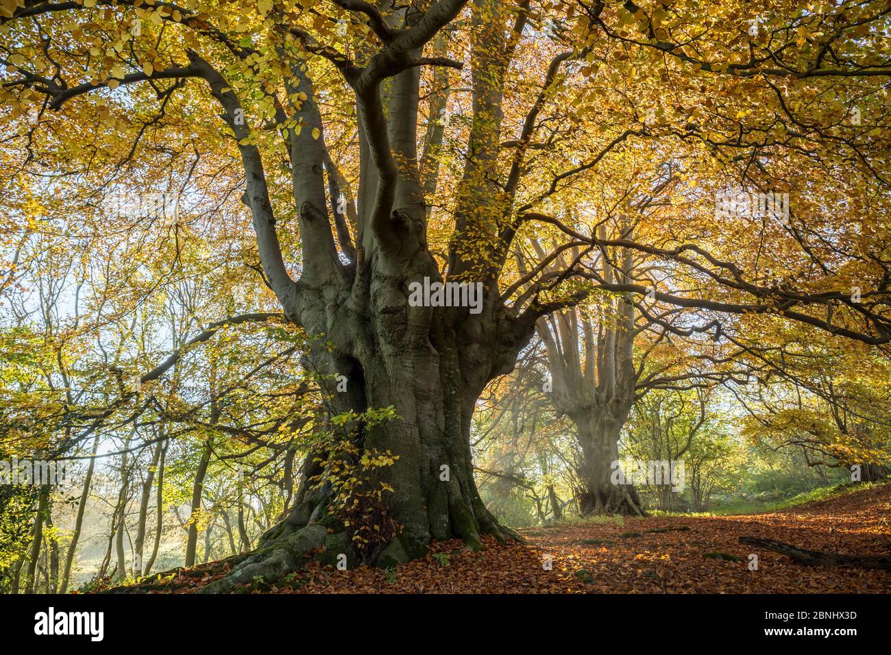 Ancient Beech trees (Fagus sylvatica), Lineover Wood, Gloucestershire ...