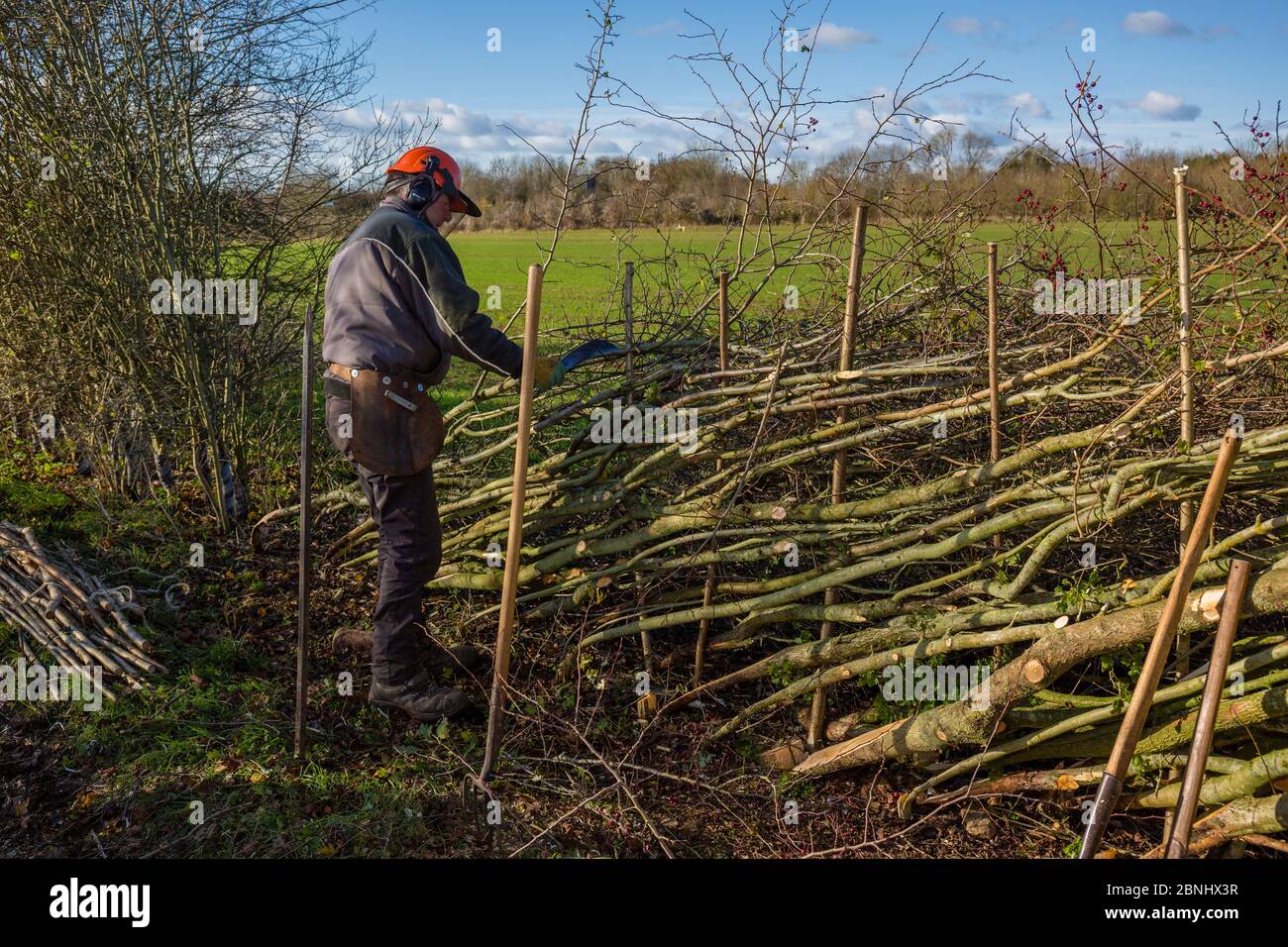 Traditional hedge laying, Fosse Cross, Gloucestershire, UK. November ...