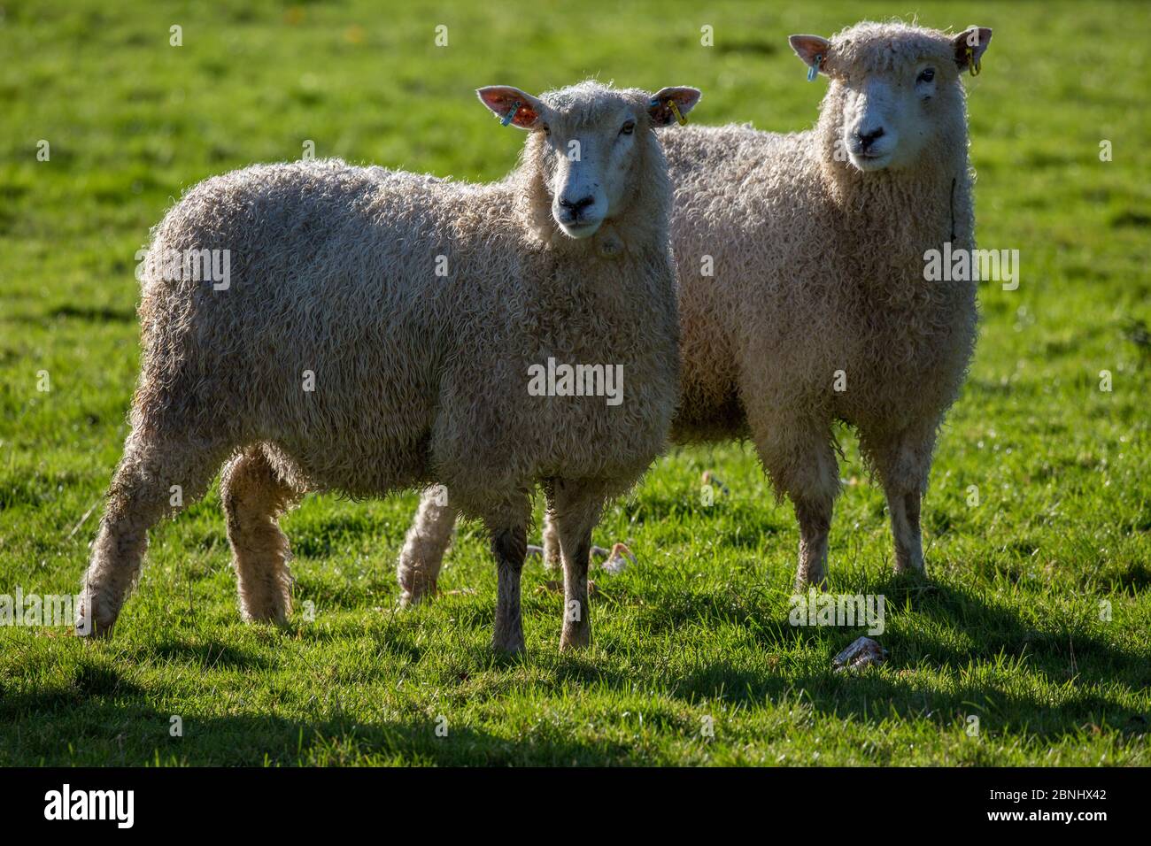 Cotswold Lion sheep (Ovis Aries) - a rare breed native to ...