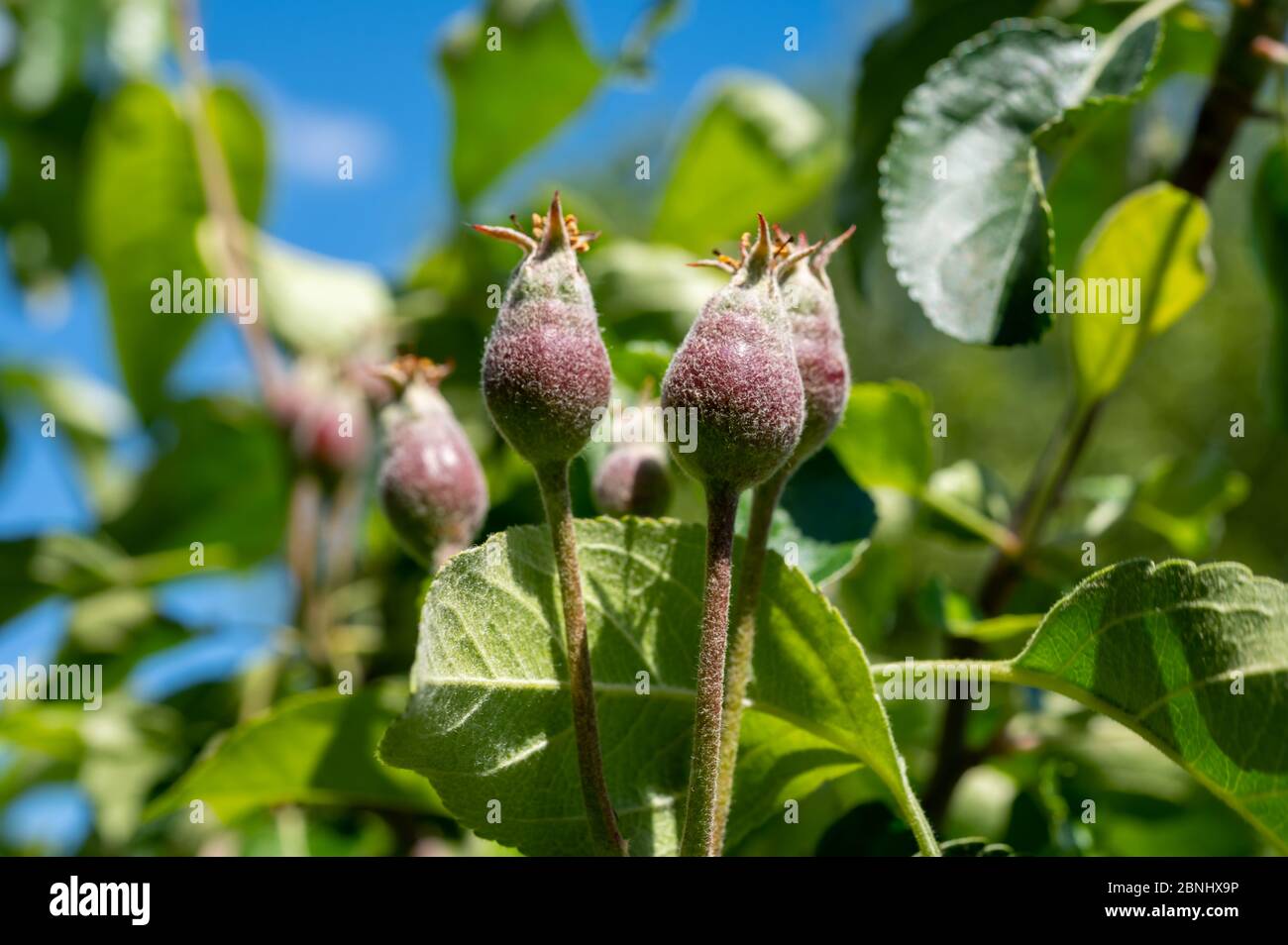 Fruit development stages hi-res stock photography and images - Alamy