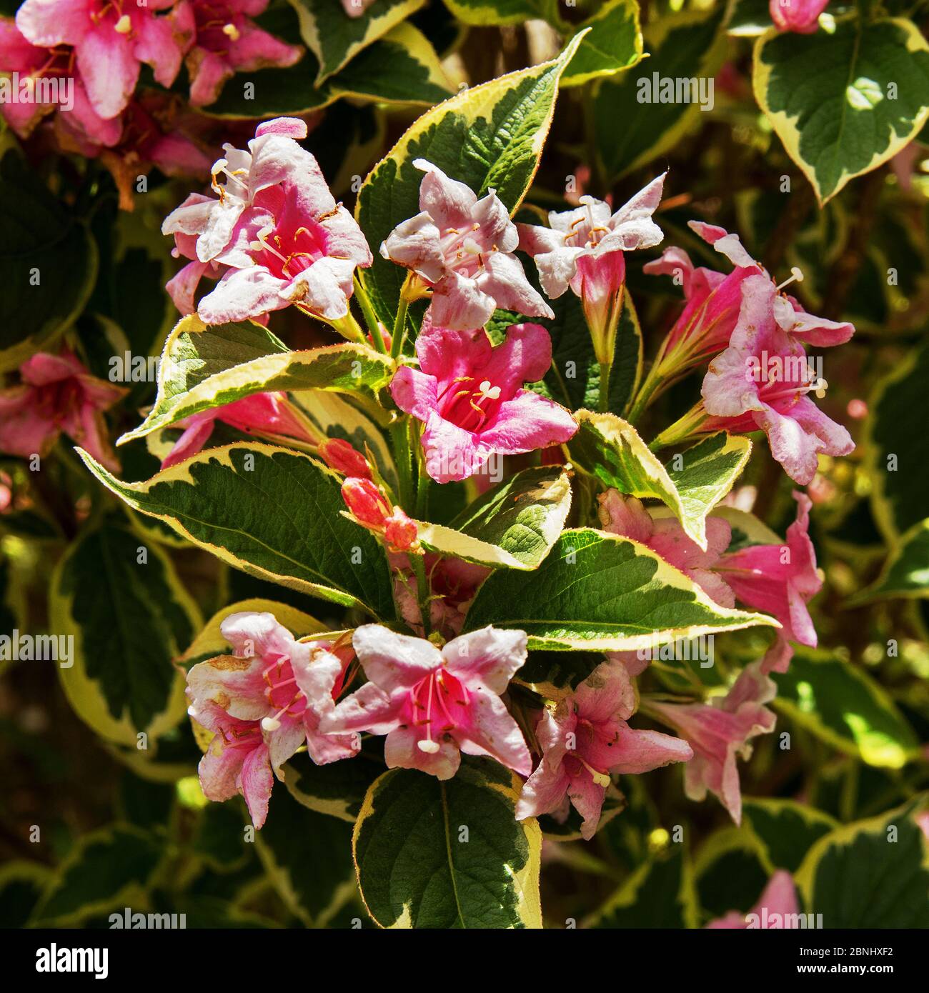 Variegated Shrubs High Resolution Stock Photography and Images - Alamy