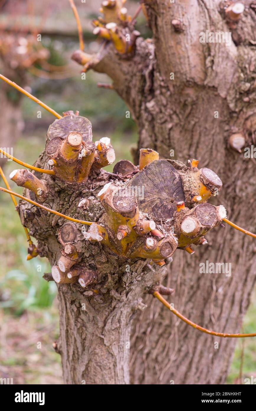 Pollarded Tree Garden High Resolution Stock Photography and Images - Alamy