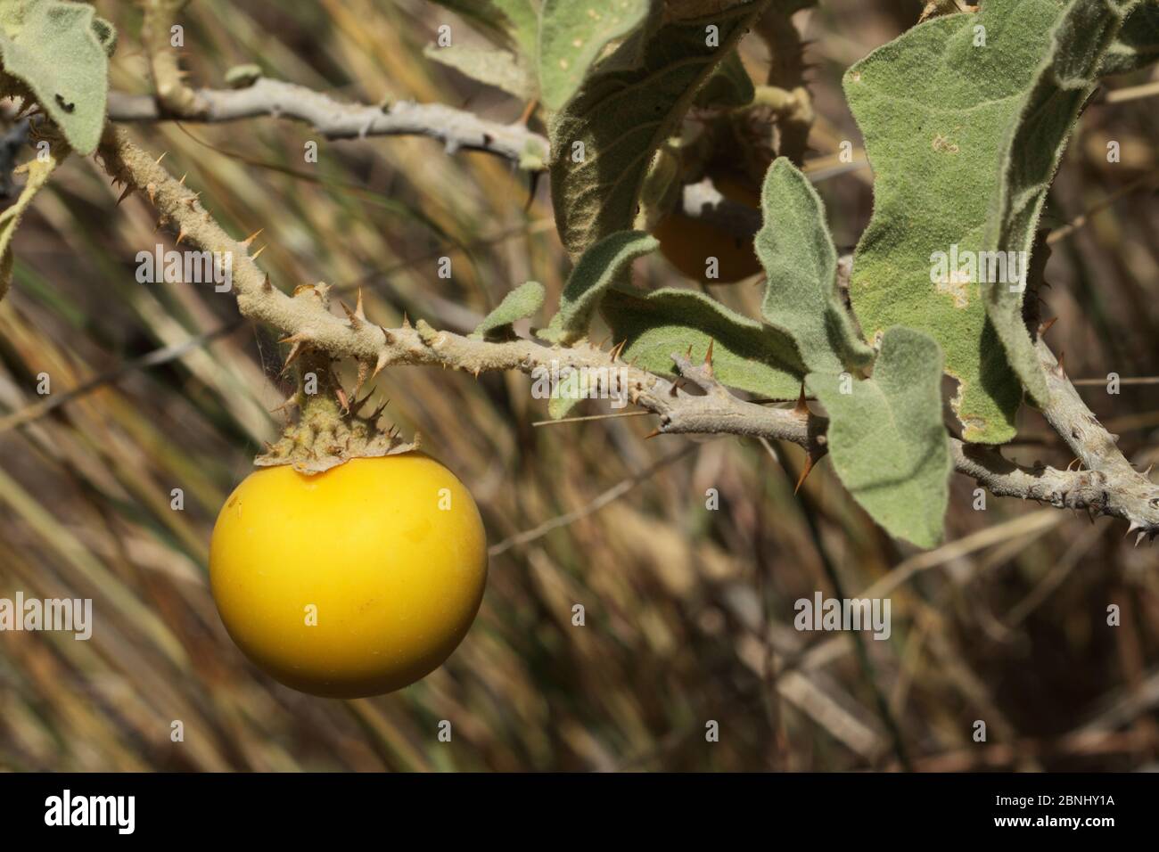 Solanum incanum hi-res stock photography and images - Alamy