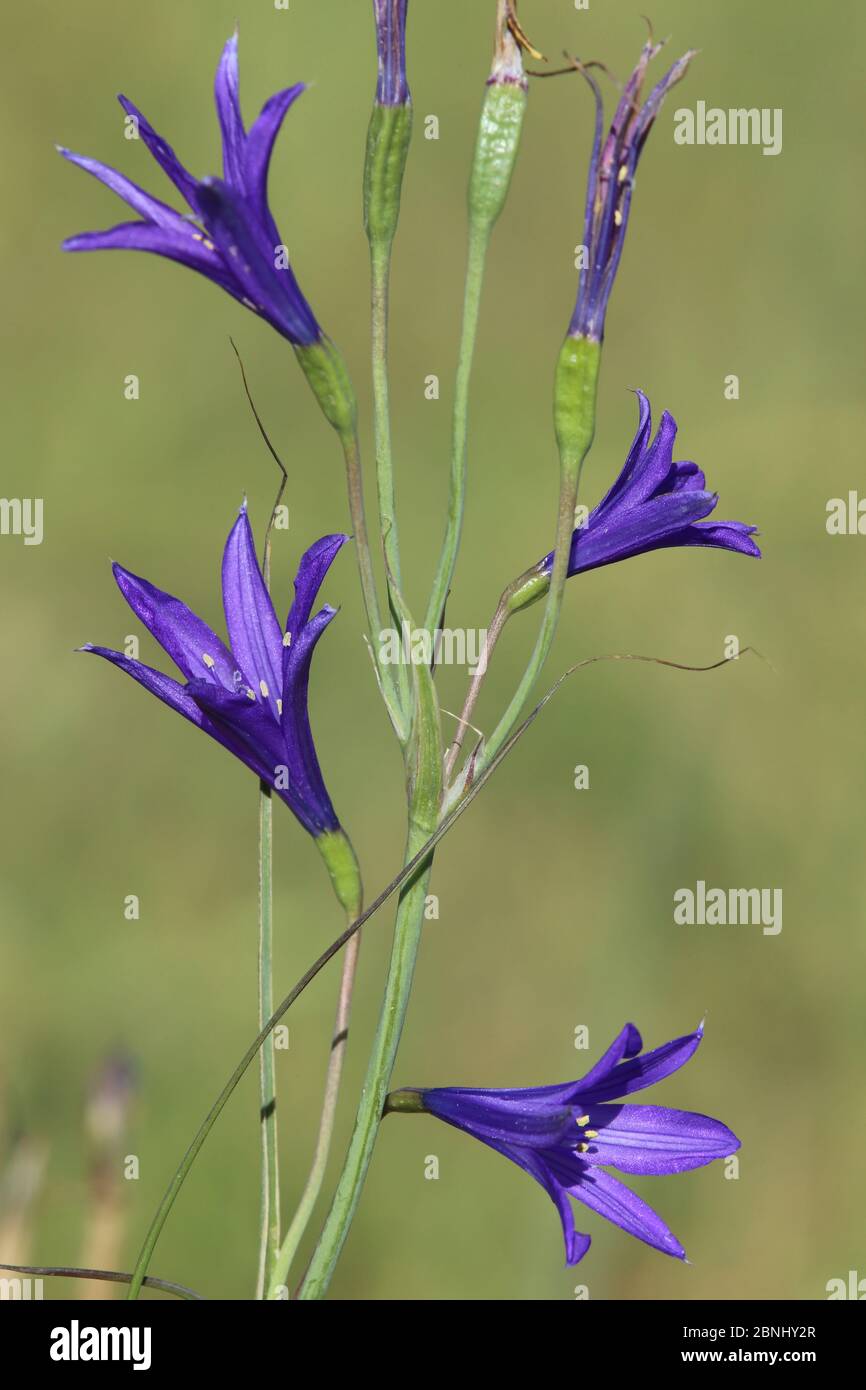 Lavender mountain lily (Ixiolirion tataricum) close-up of flowers, Oman ...