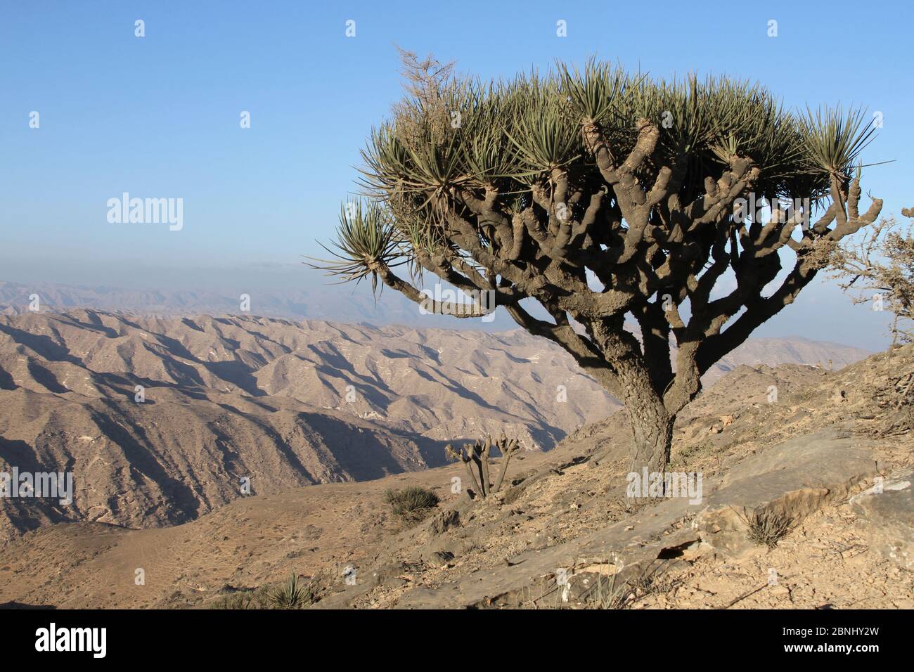 Yemen dragon tree (Dracaena serrulata) in high mountains, Oman ...