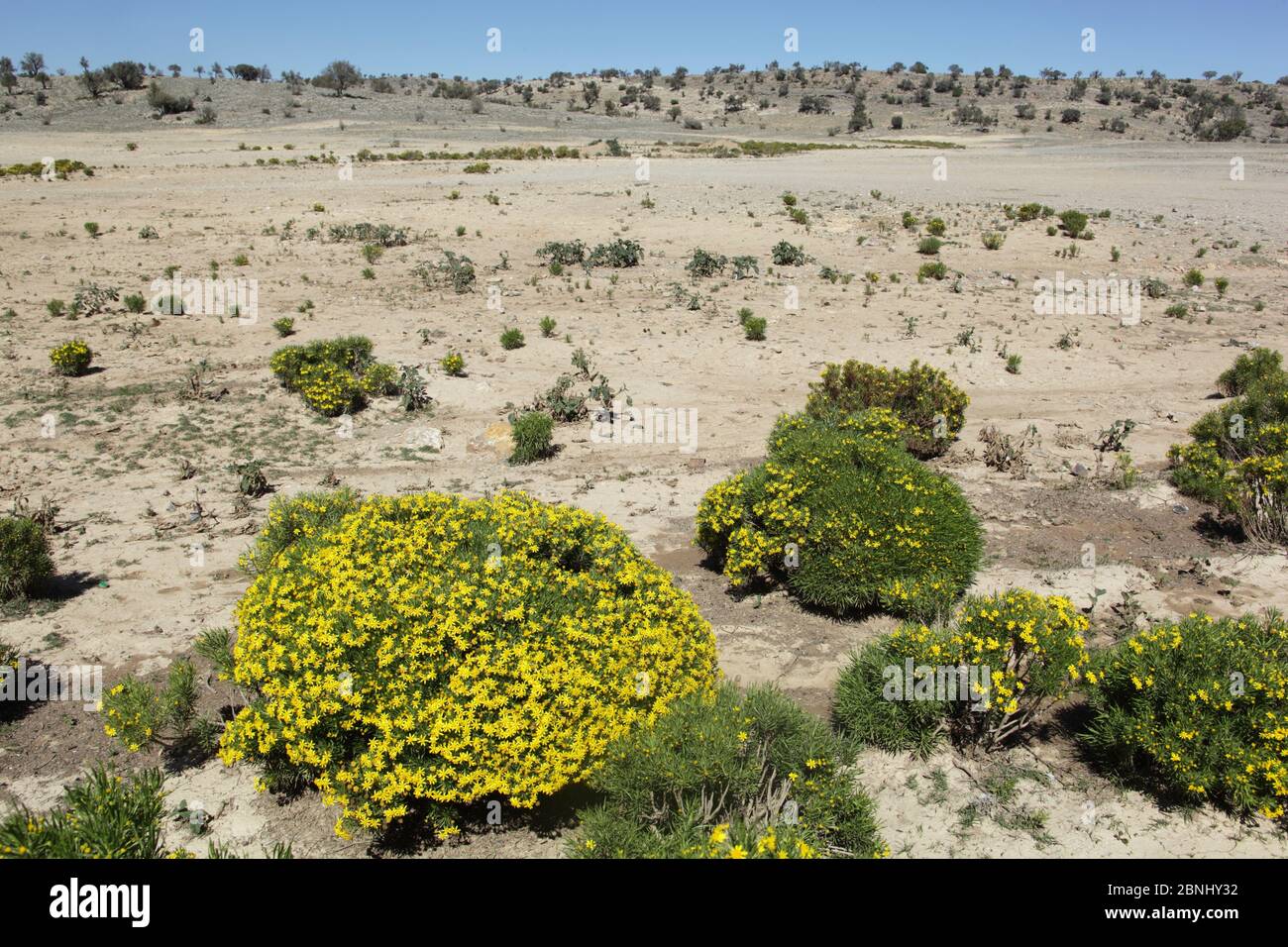 Golden bush daisy (Euryops arabicus) in bloom, Oman, November Stock ...