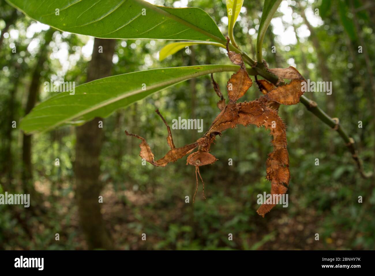 Spiny leaf stick insect hi-res stock photography and images - Alamy