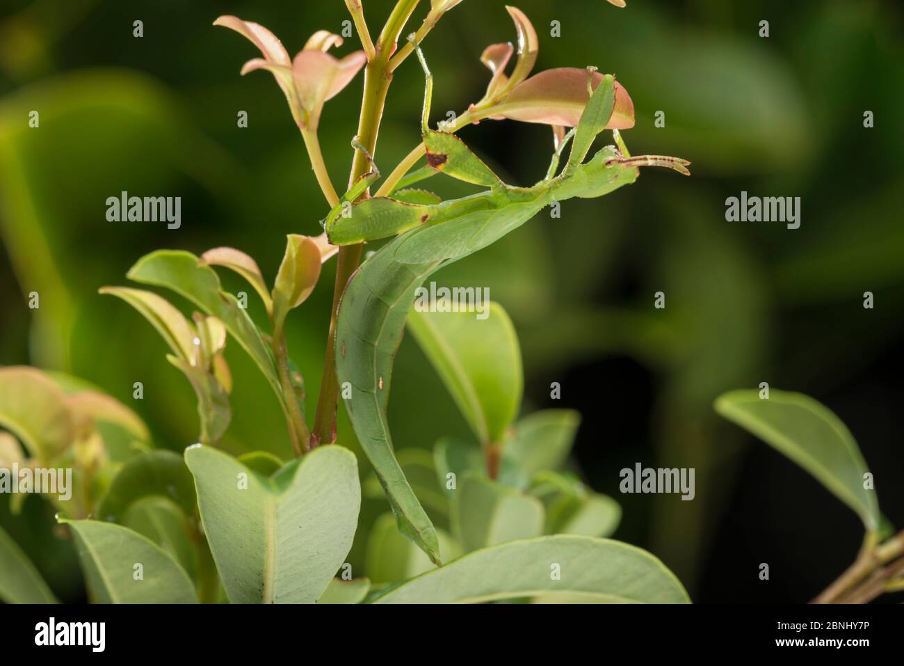 Leaf insect phyllium hi-res stock photography and images - Alamy