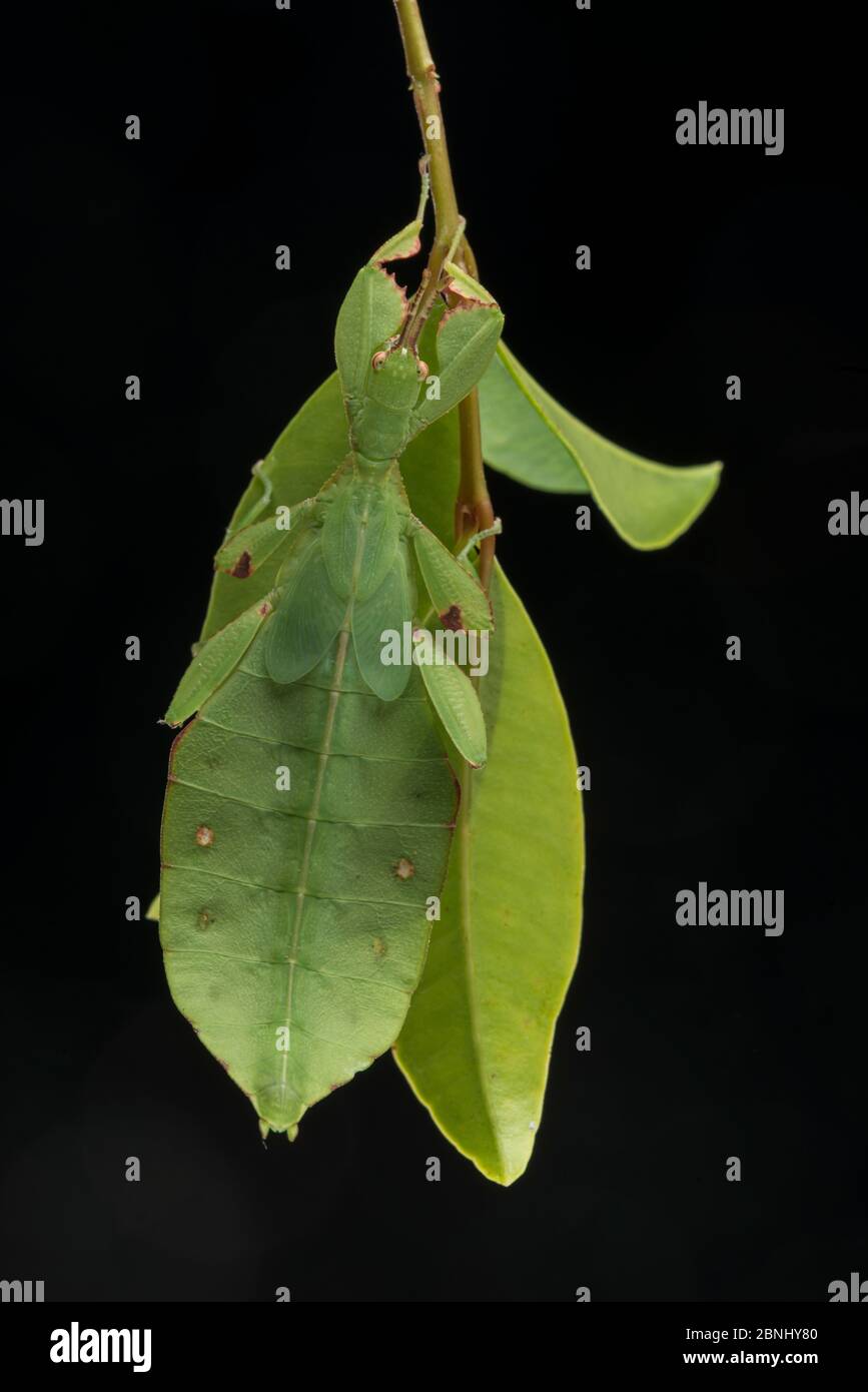 Australian Leaf Insect