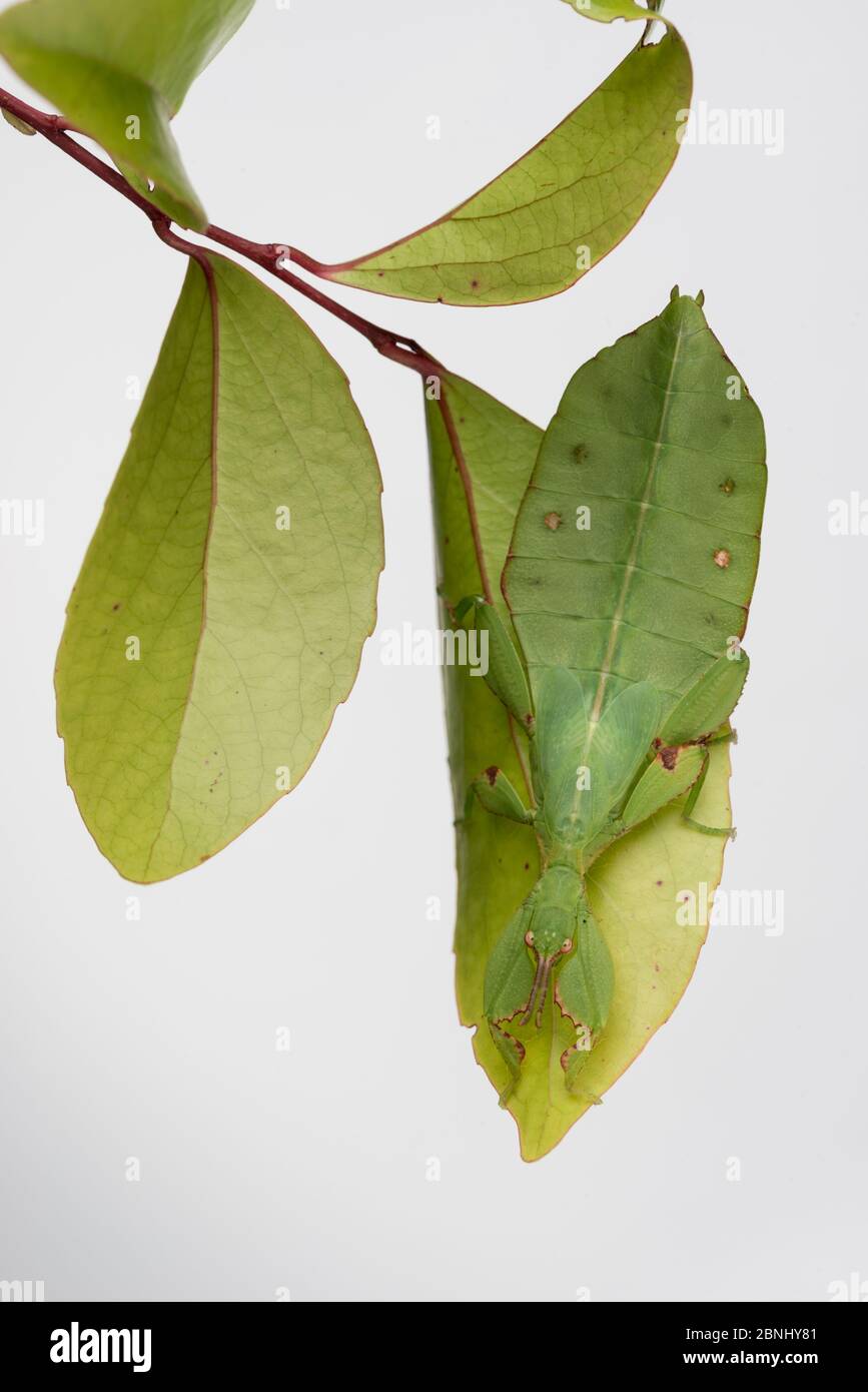 Australian leaf insect (Phyllium monteithi) on white background. Queensland, Australia Stock ...