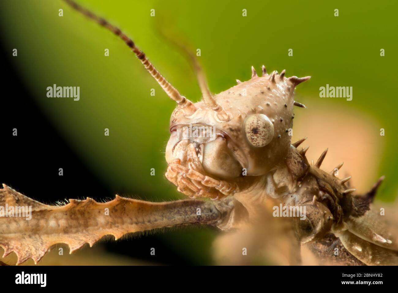 Spiny leaf insect (Extatosoma tiaratum), Queensland, Australia Stock ...