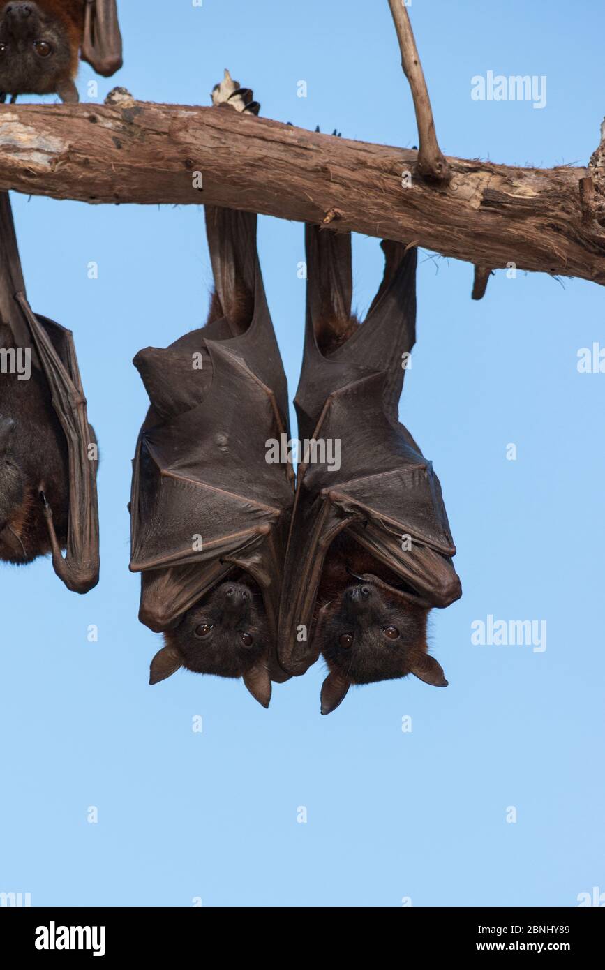 Little red flying-foxes (Pteropus scapulatus) roosting on inland White ...