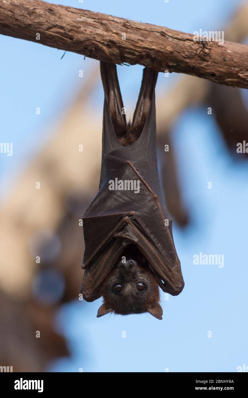 Little red flying-fox (Pteropus scapulatus) roosting on inland white ...