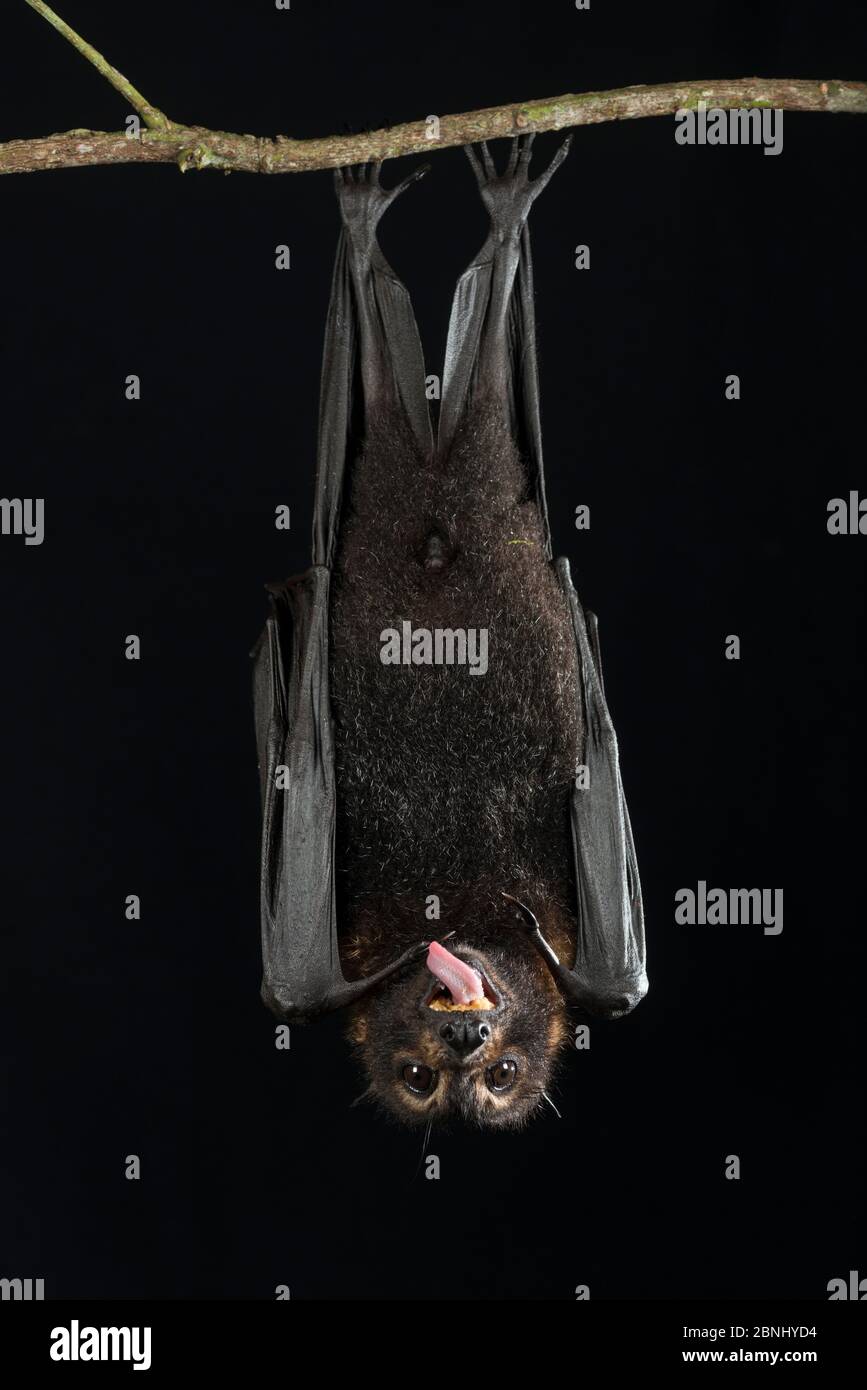 Spectacled flying fox bat hi-res stock photography and images - Alamy