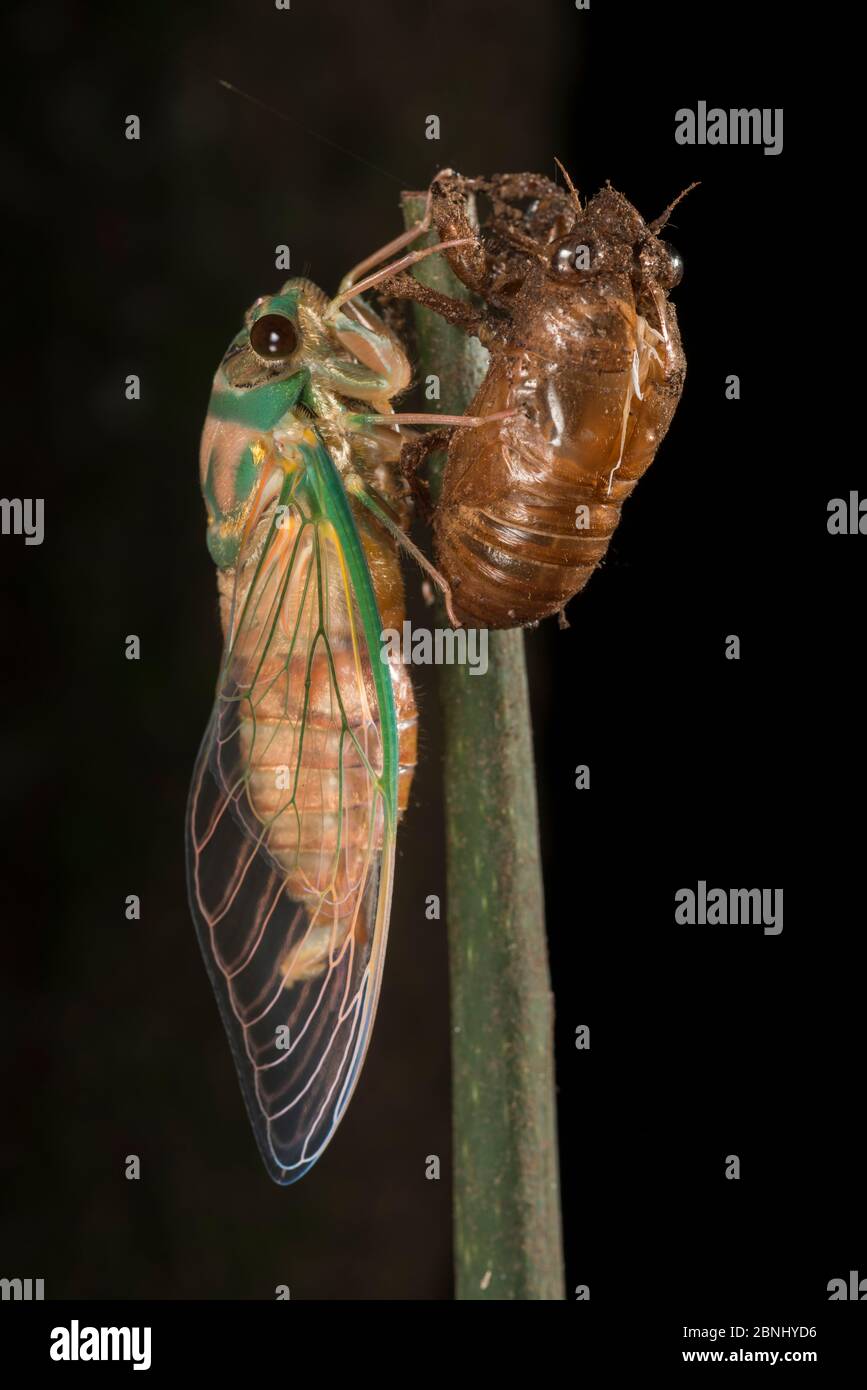 Cicada (Cicacidae) newly metamorphosed cicada. Queensland, Australia ...
