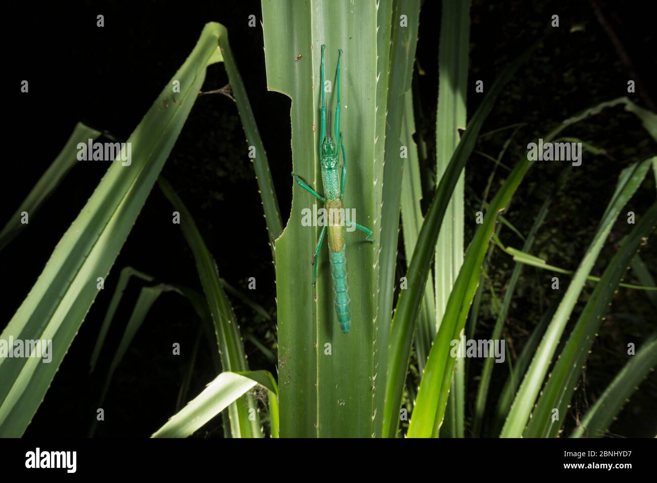 Peppermint stick insect (Megacrania batesii) on a pandanus leaf ...