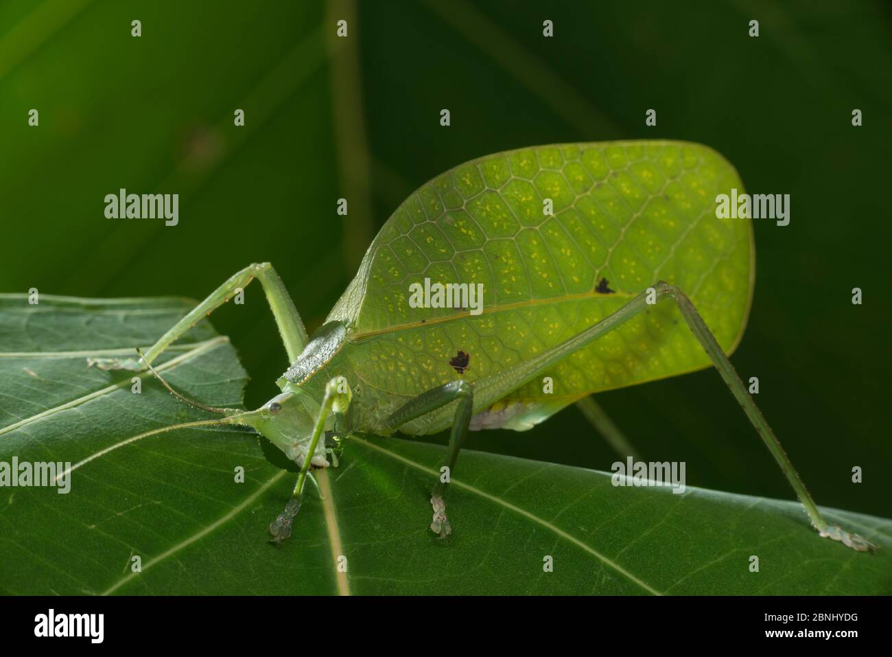 Katydid australia hi-res stock photography and images - Alamy