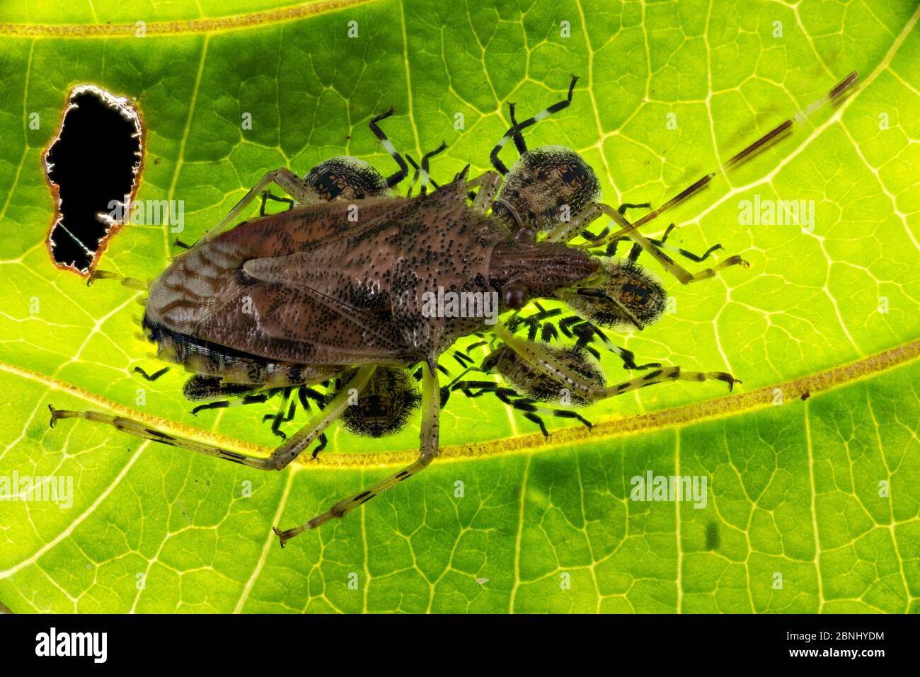Stink bug (Pentatomidae) with nymphs, Queensland, Australia Stock Photo ...
