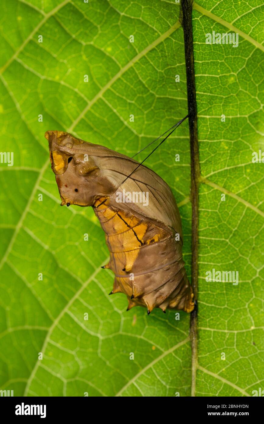 Cairns birdwing butterfly (Ornithoptera euphorion) chrysalis ...