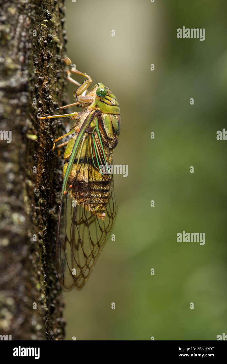 Cicadas auchenorrhyncha homoptera hi-res stock photography and images ...