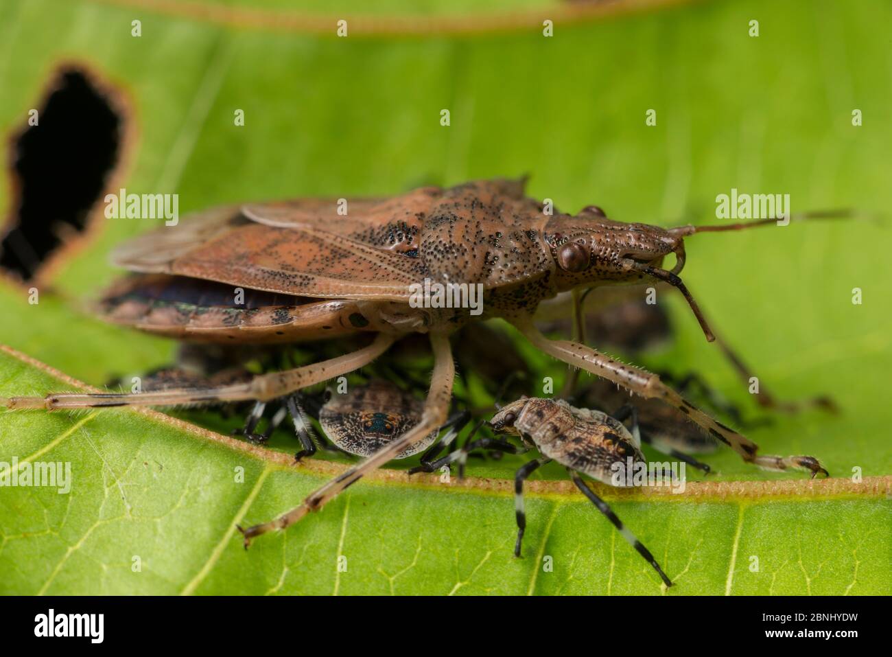Stink bug (Pentatomidae) with nymphs, Queensland, Australia Stock Photo ...
