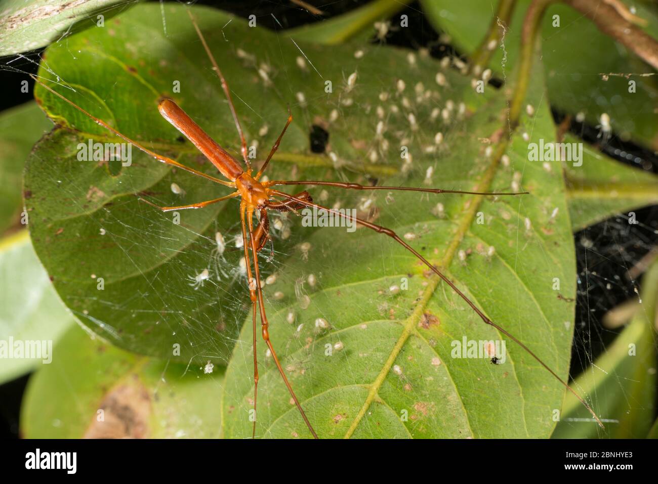 Long jawed spider (Tetragnathidae) with spiderlings, Queensland ...