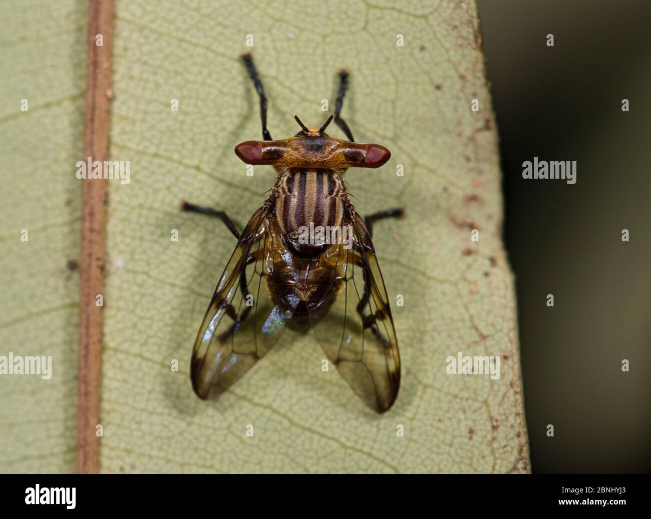 Focus stack of Hammerhead Fly (Diopsidae) Queensland, Australia Stock ...